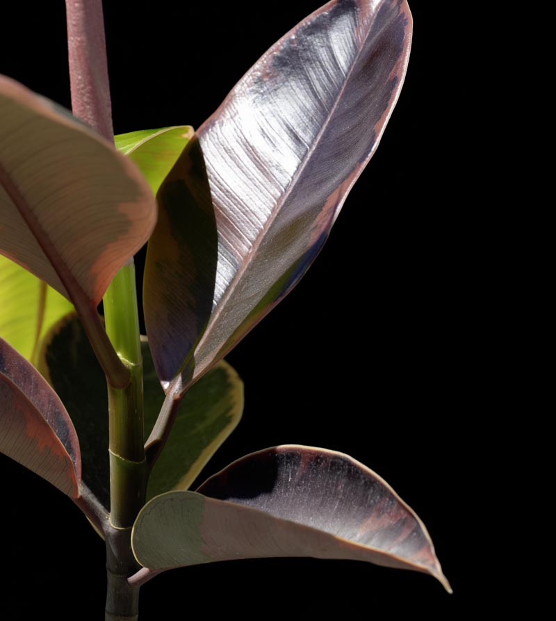 Ficus “Ruby”