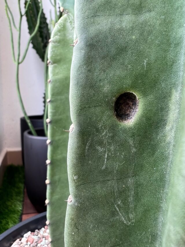 Cactus Blog - Cactus Jungle