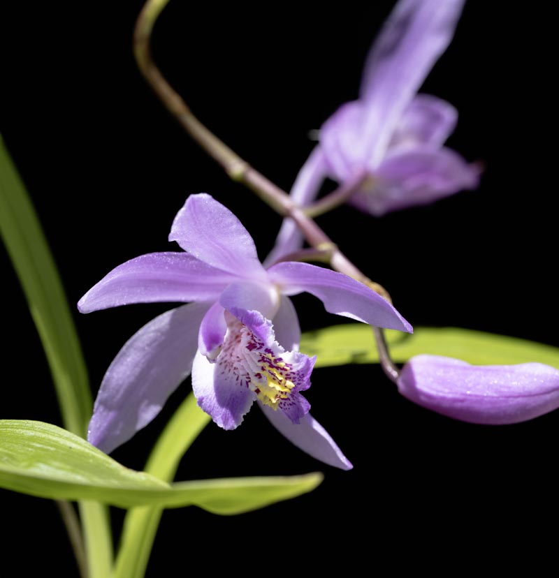 Bletilla “Shi Ran”