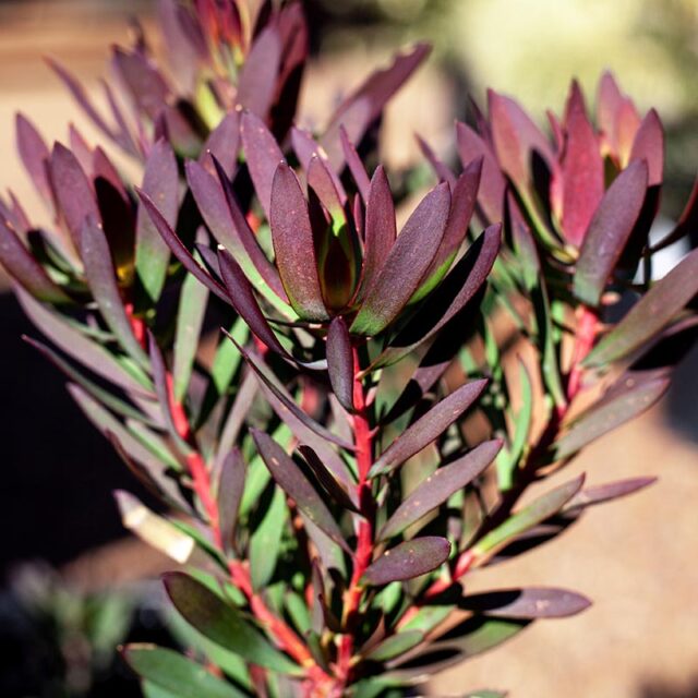 5g Leucadendron Blush - Cactus Jungle