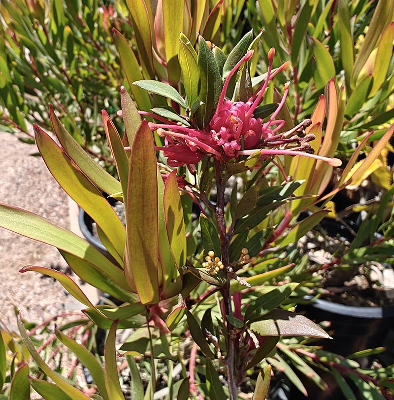 Grevillea “Ruby Clusters”