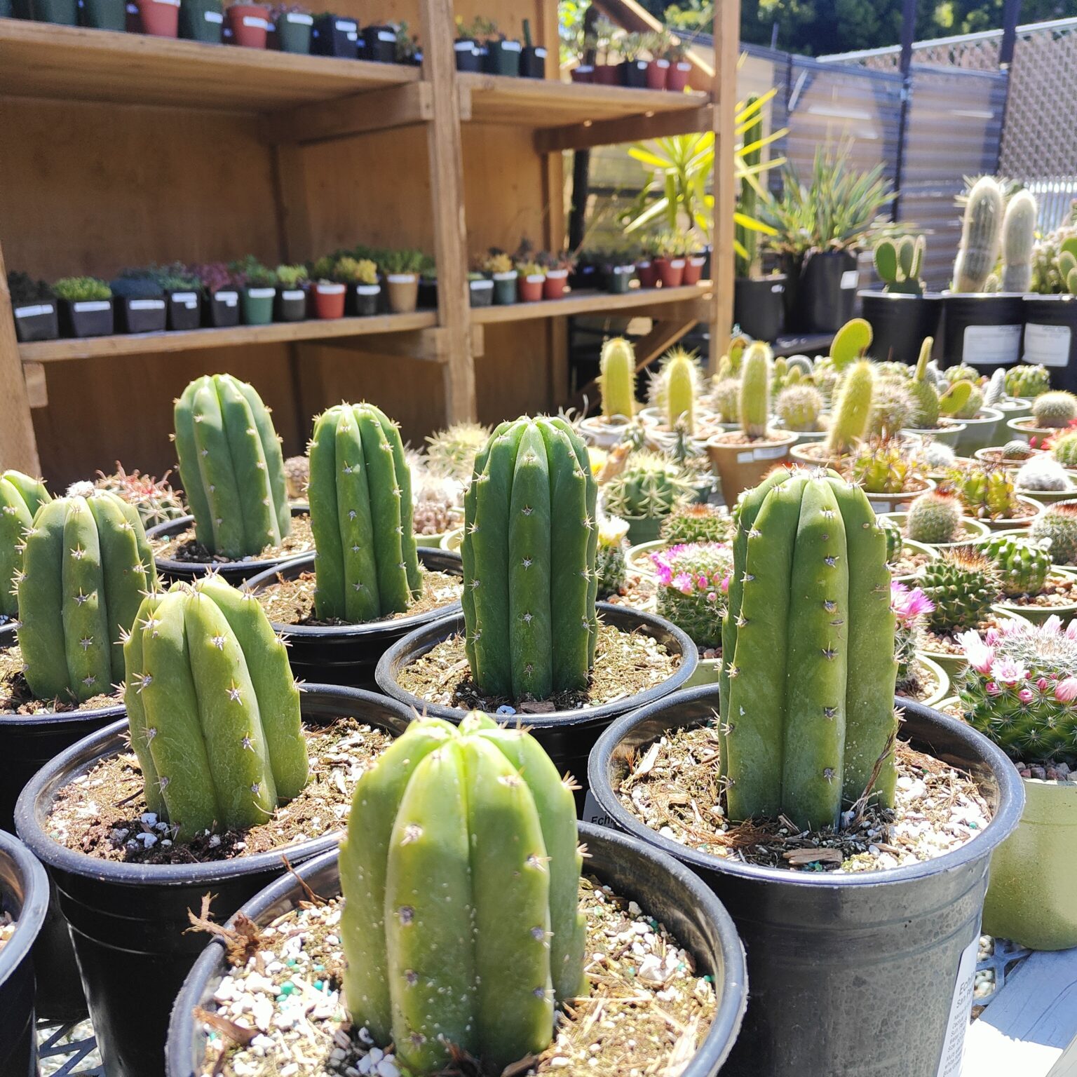 Cactus Blog - Cactus Jungle