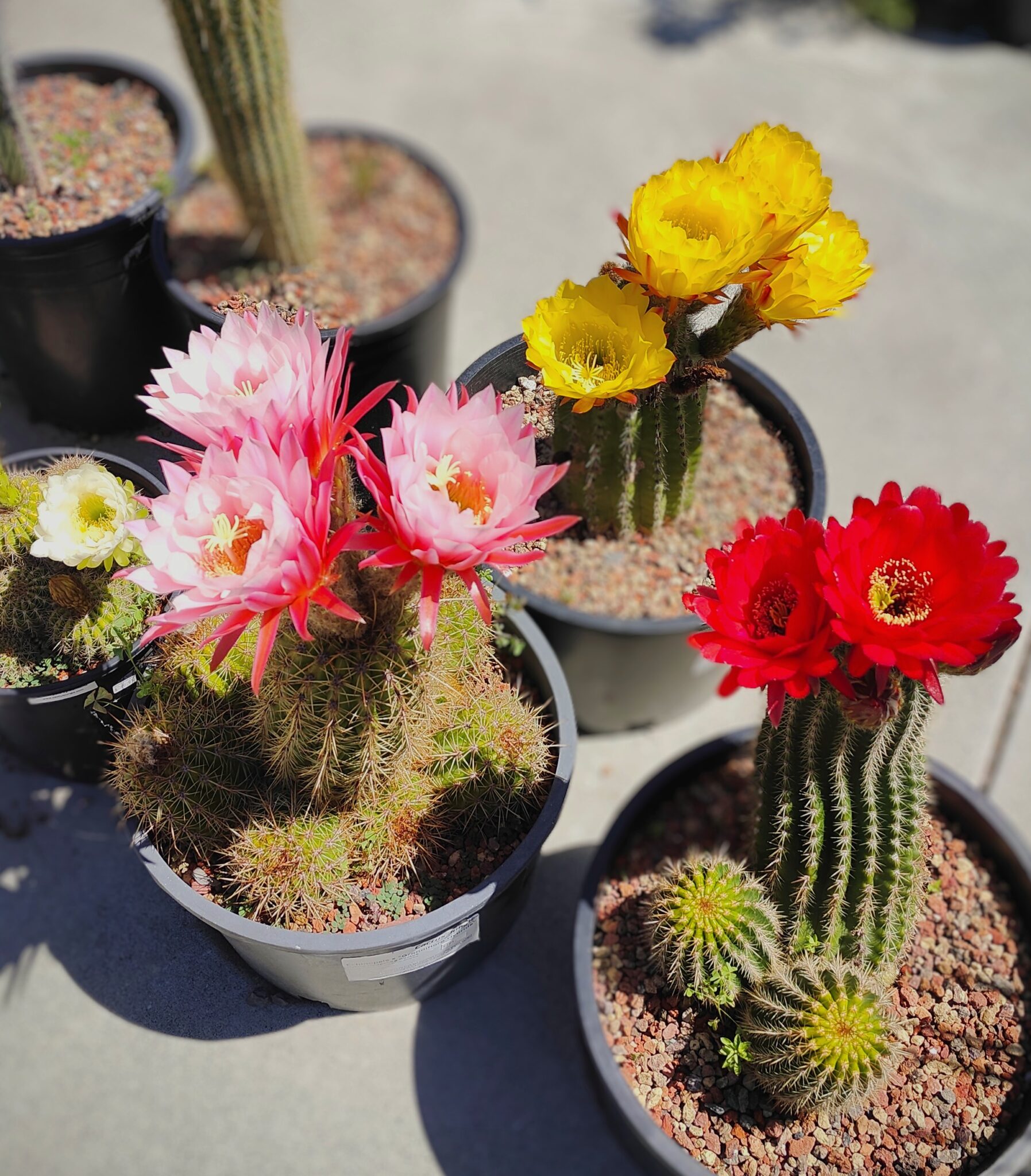 Cactus Blog - Cactus Jungle