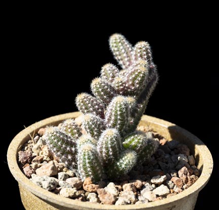 New Plants at Cactus Jungle - Cactus Jungle