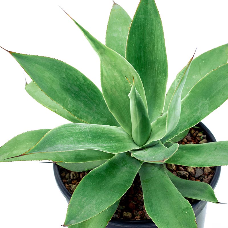 2g Agave Blue Flame - Cactus Jungle