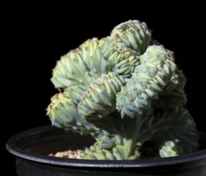 New Plants at Cactus Jungle - Cactus Jungle