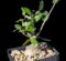 New Plants at Cactus Jungle - Cactus Jungle