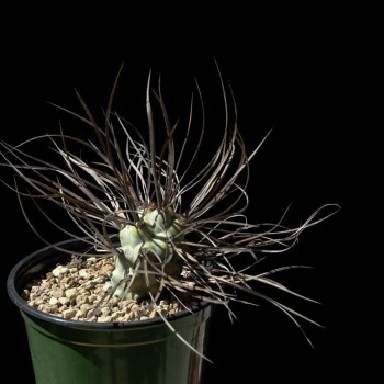 Cactus Jungle Nursery and Garden - Cactus Jungle