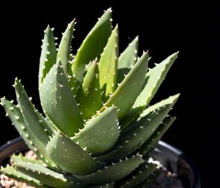 New Plants at Cactus Jungle - Cactus Jungle