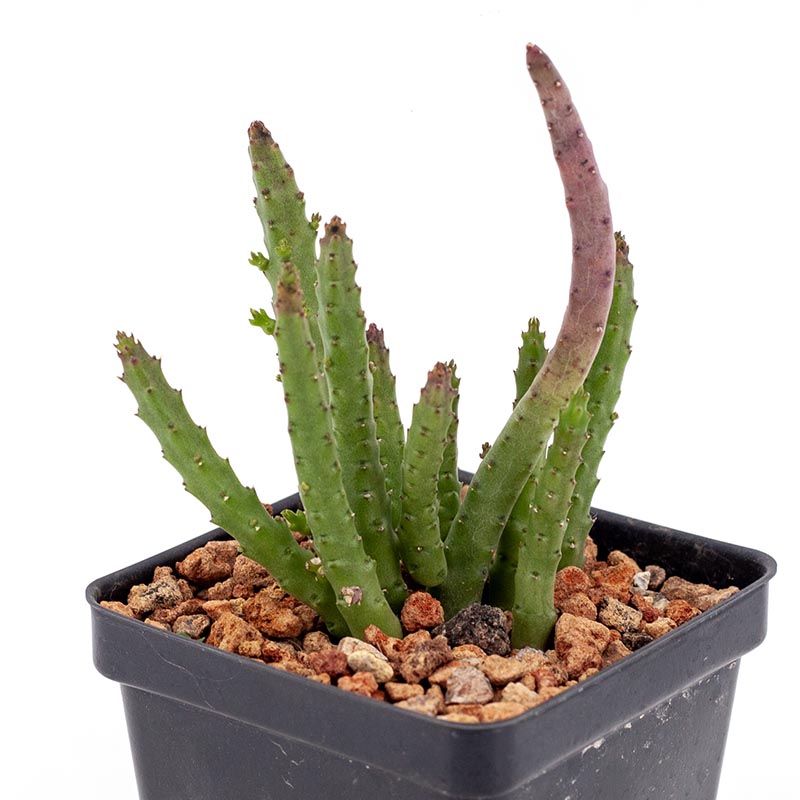 Cactus Jungle Nursery and Garden - Cactus Jungle