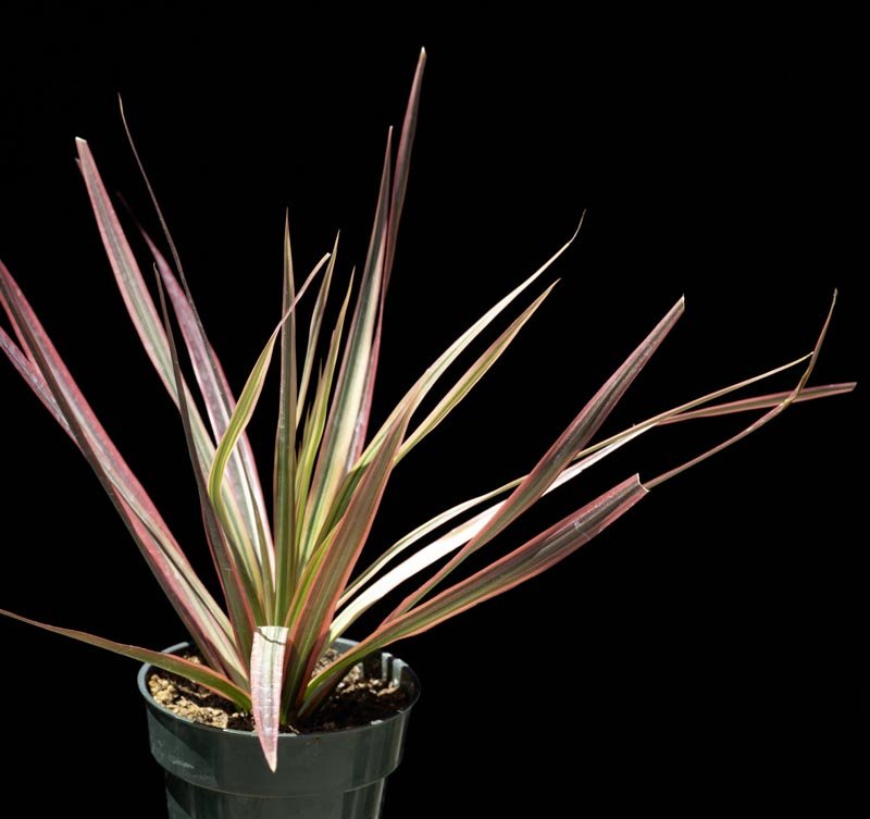 Dracaena marginata “Colorama”