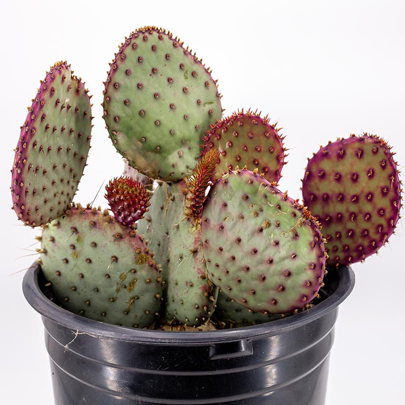 Cactus Jungle Nursery and Garden - Cactus Jungle