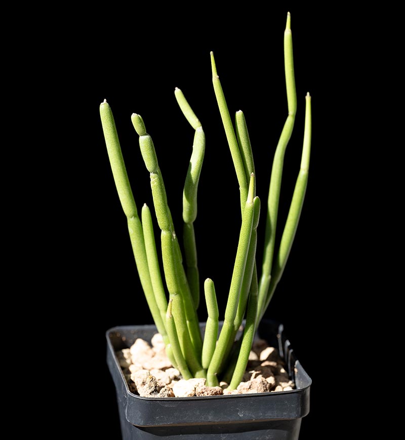 Cynanchum viminale subsp. australe