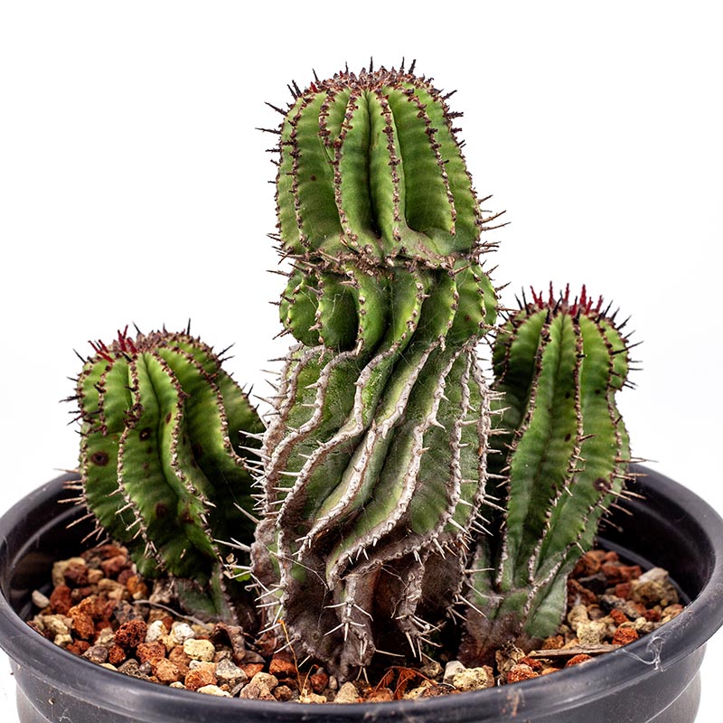 Cactus Jungle Nursery and Garden - Cactus Jungle