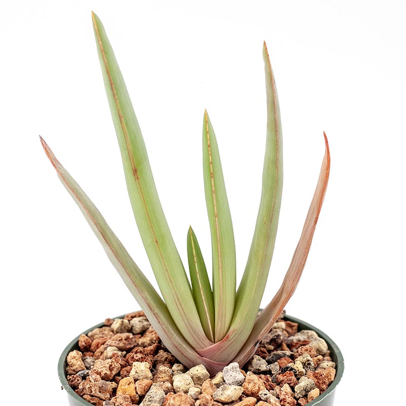 Cactus Jungle Nursery and Garden - Cactus Jungle