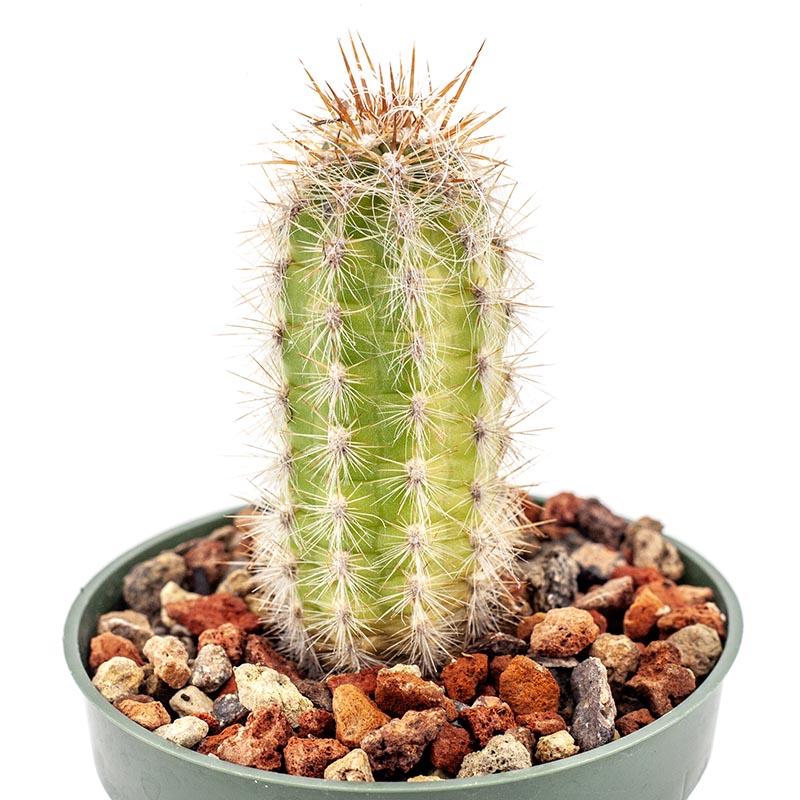 Cactus Jungle Nursery and Garden - Cactus Jungle