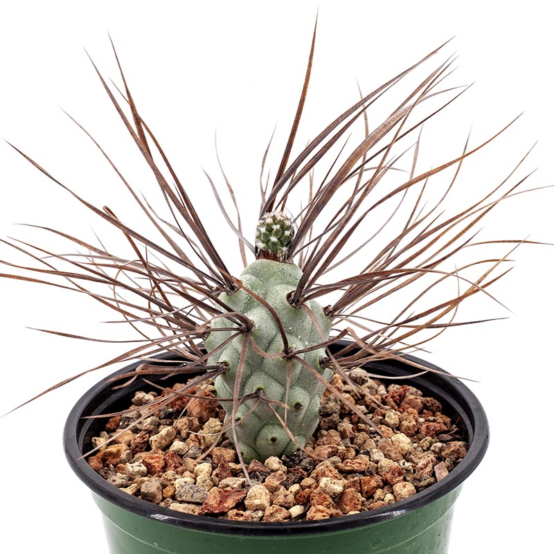 Cactus Jungle Nursery and Garden - Cactus Jungle