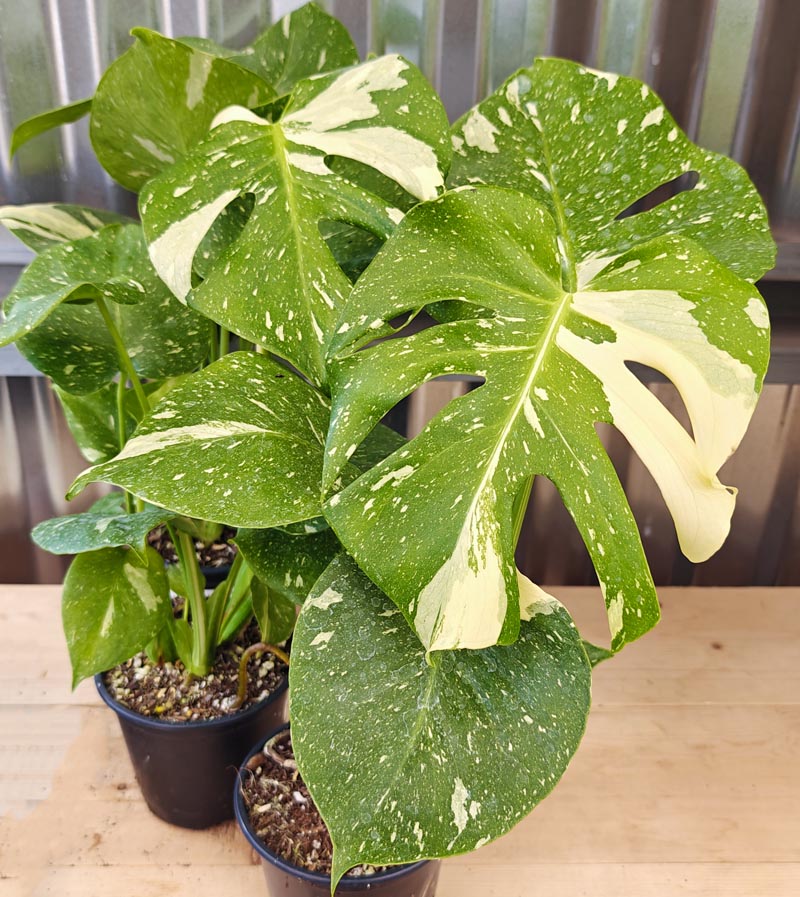 Cactus Jungle Nursery and Garden - Cactus Jungle