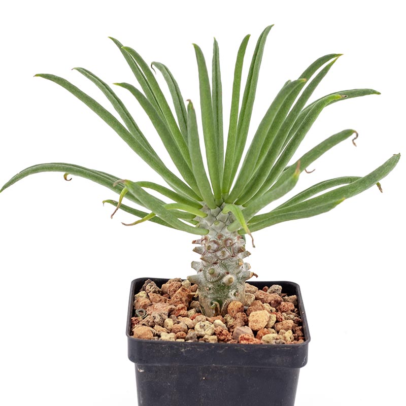 Cactus Jungle Nursery and Garden - Cactus Jungle