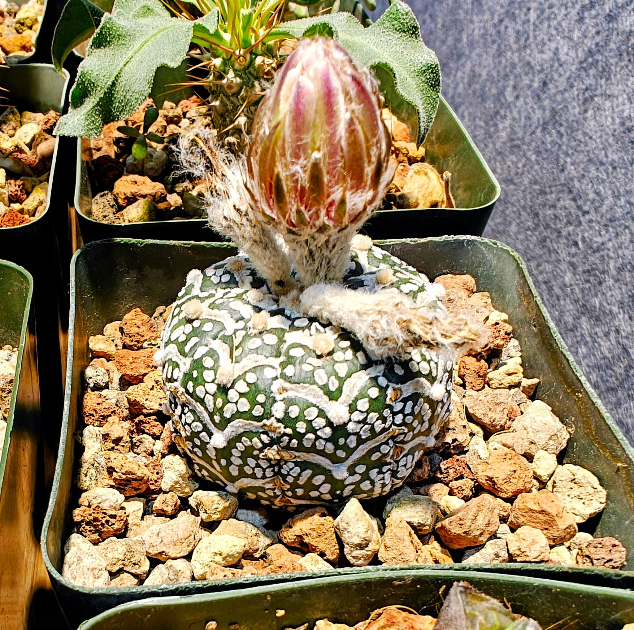 Cactus Jungle Nursery and Garden - Cactus Jungle